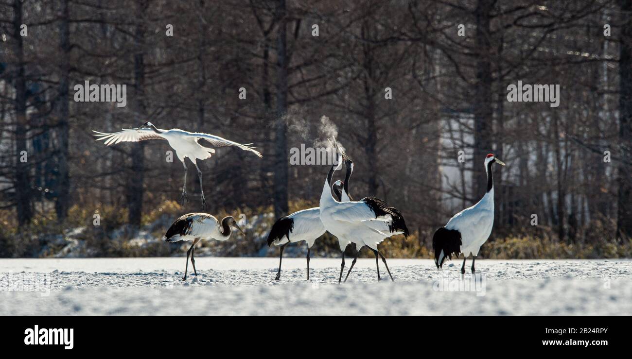 Dancing Cranes. The ritual marriage dance of cranes. The red-crowned ...