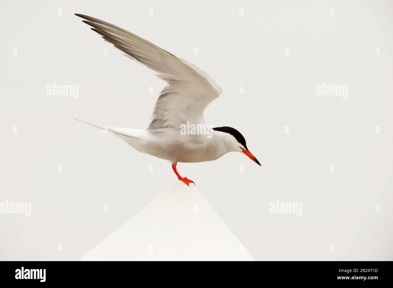Common tern in wings hi-res stock photography and images - Alamy