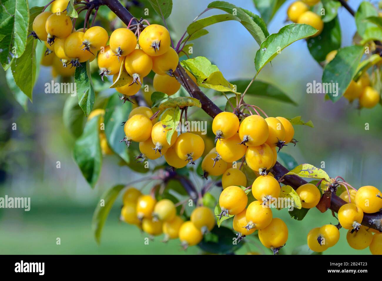 Zier-Apfel (Malus 'Golden Hornet' Stock Photo - Alamy