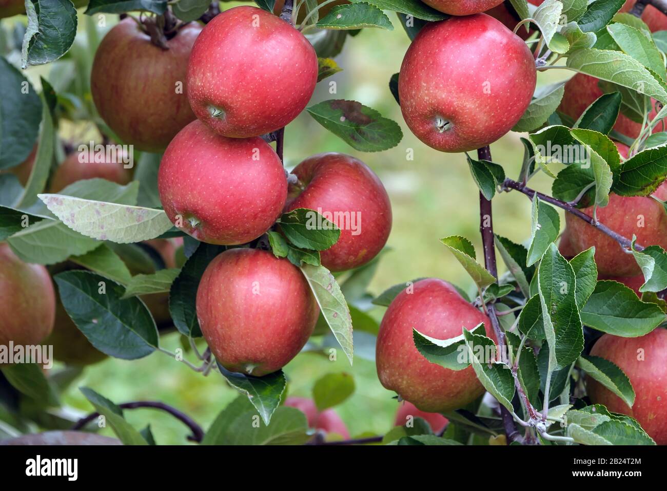 Braeburn apfel hi-res stock photography and images - Alamy