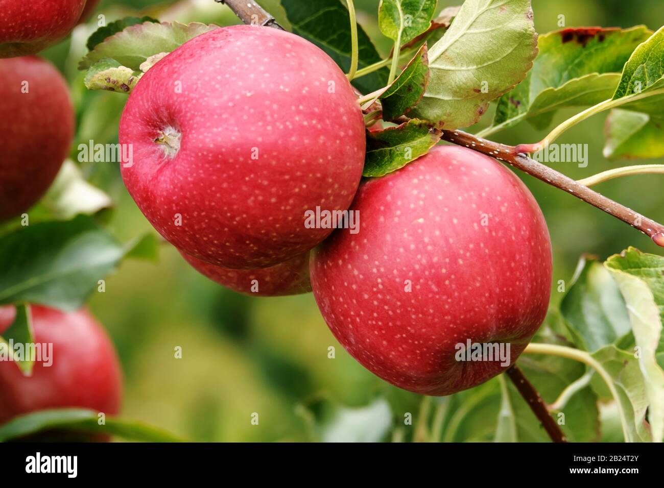 Sundowner malus domestica hi-res stock photography and images - Alamy