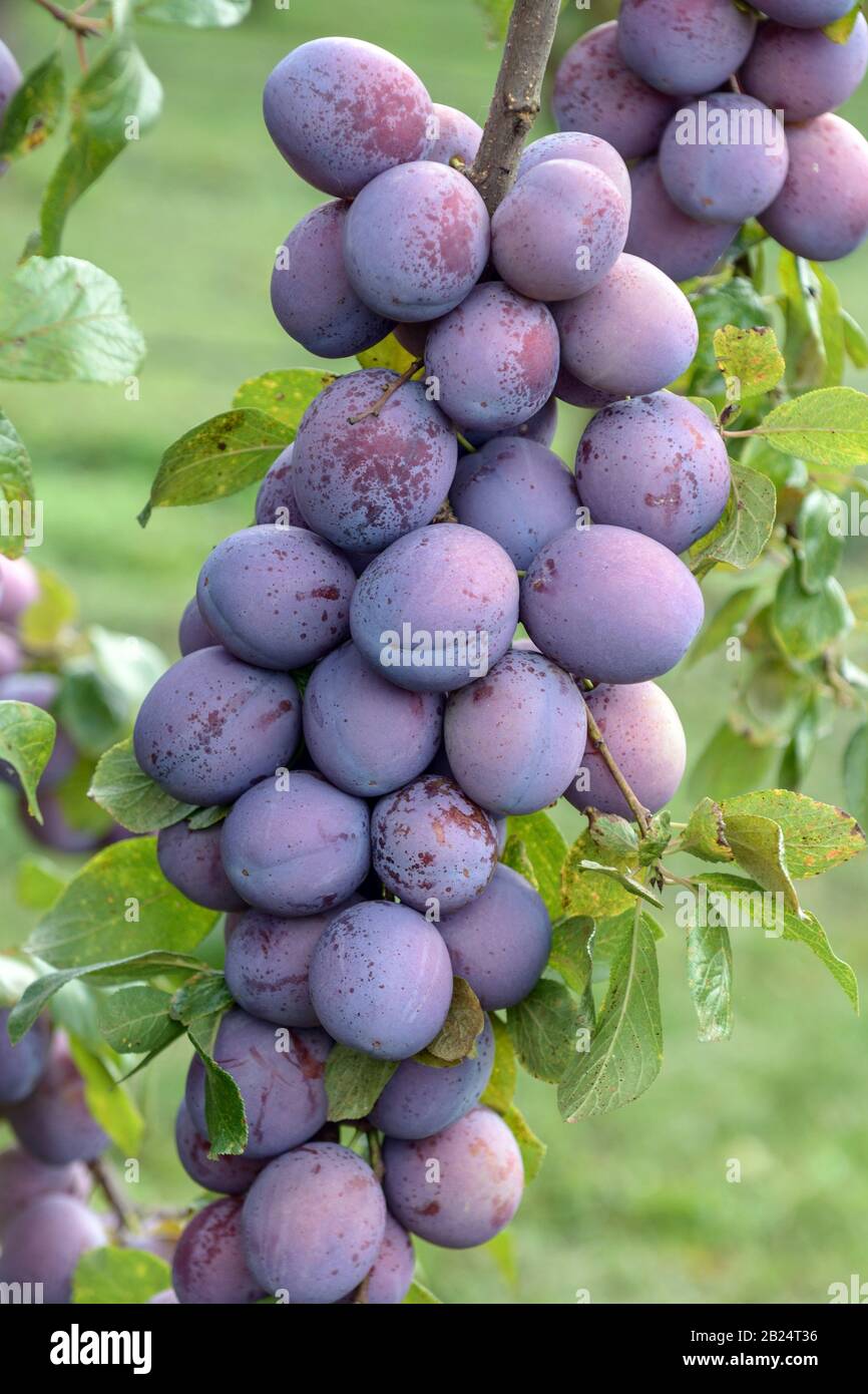 President plum hi-res stock photography and images - Alamy