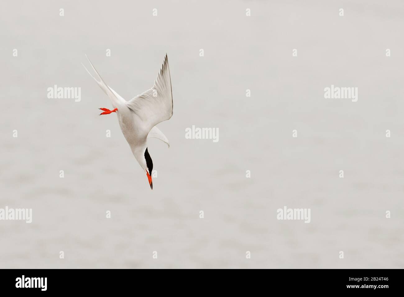 Common tern flight Stock Photo - Alamy