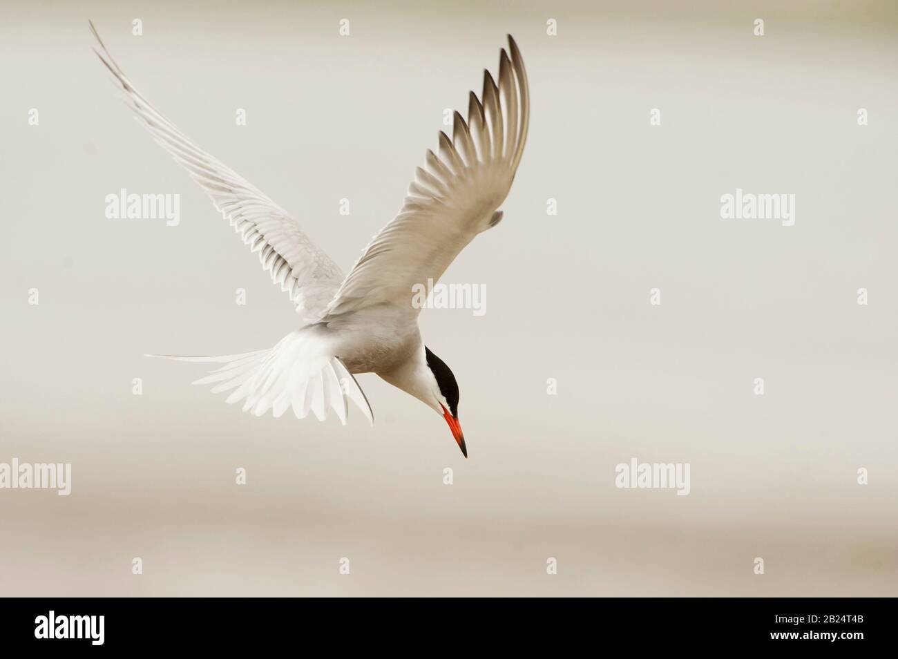 Common tern flight Stock Photo - Alamy