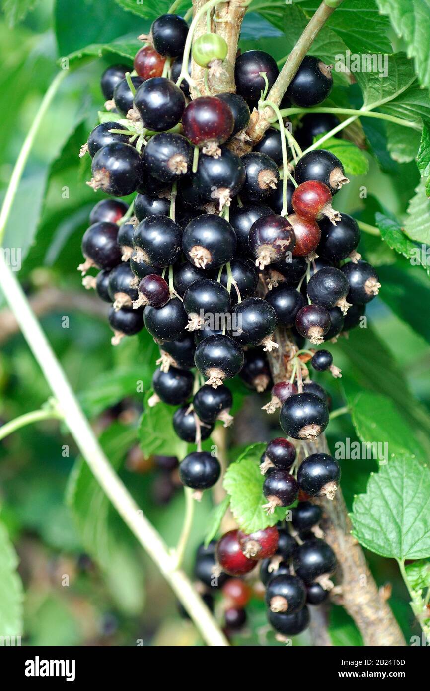 Schwarze ribes nigrum hi-res stock photography and images - Alamy
