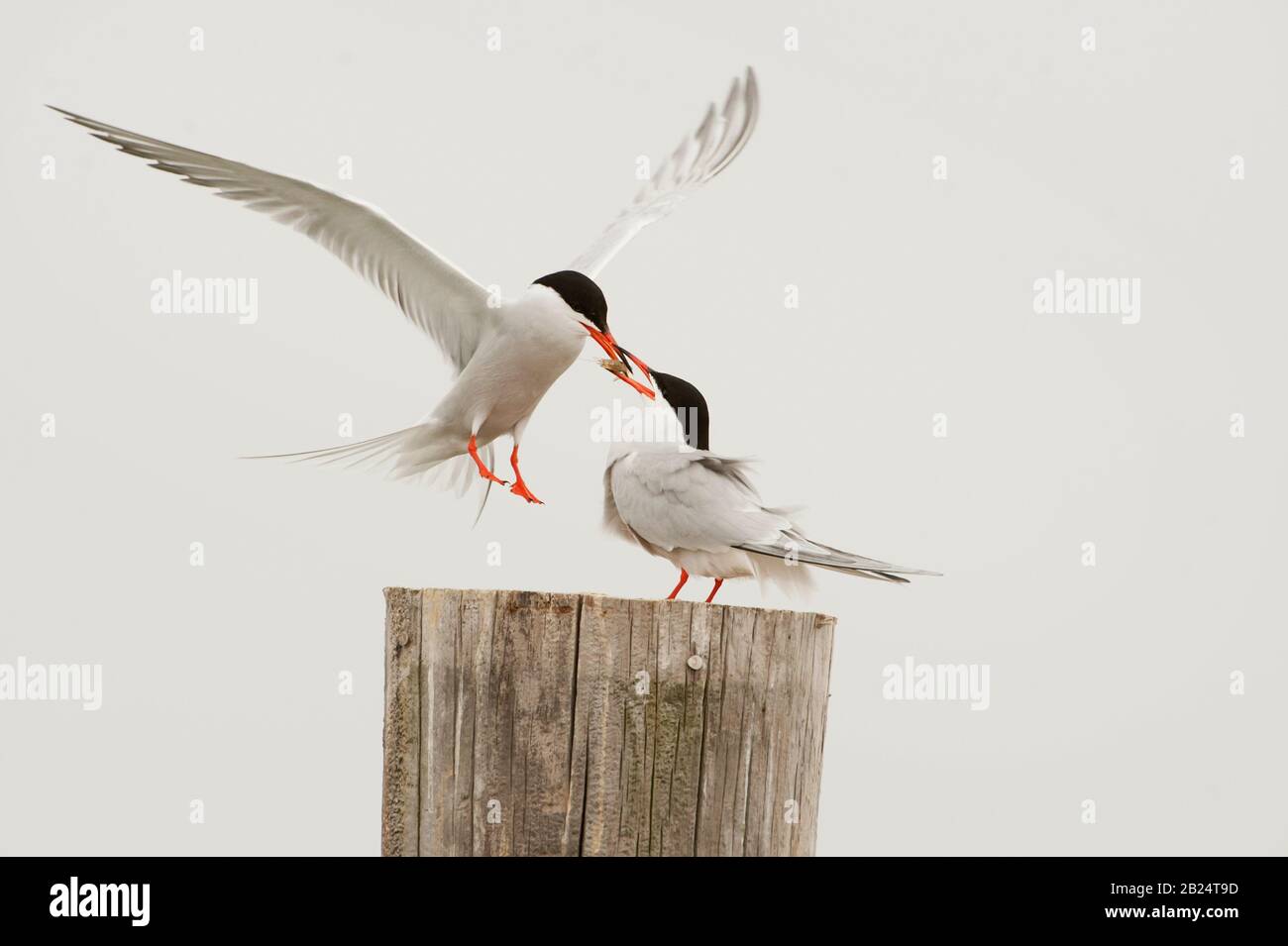 Common terns mating hi-res stock photography and images - Alamy