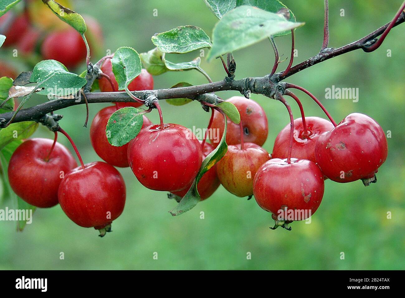 Evereste hi-res stock photography and images - Alamy