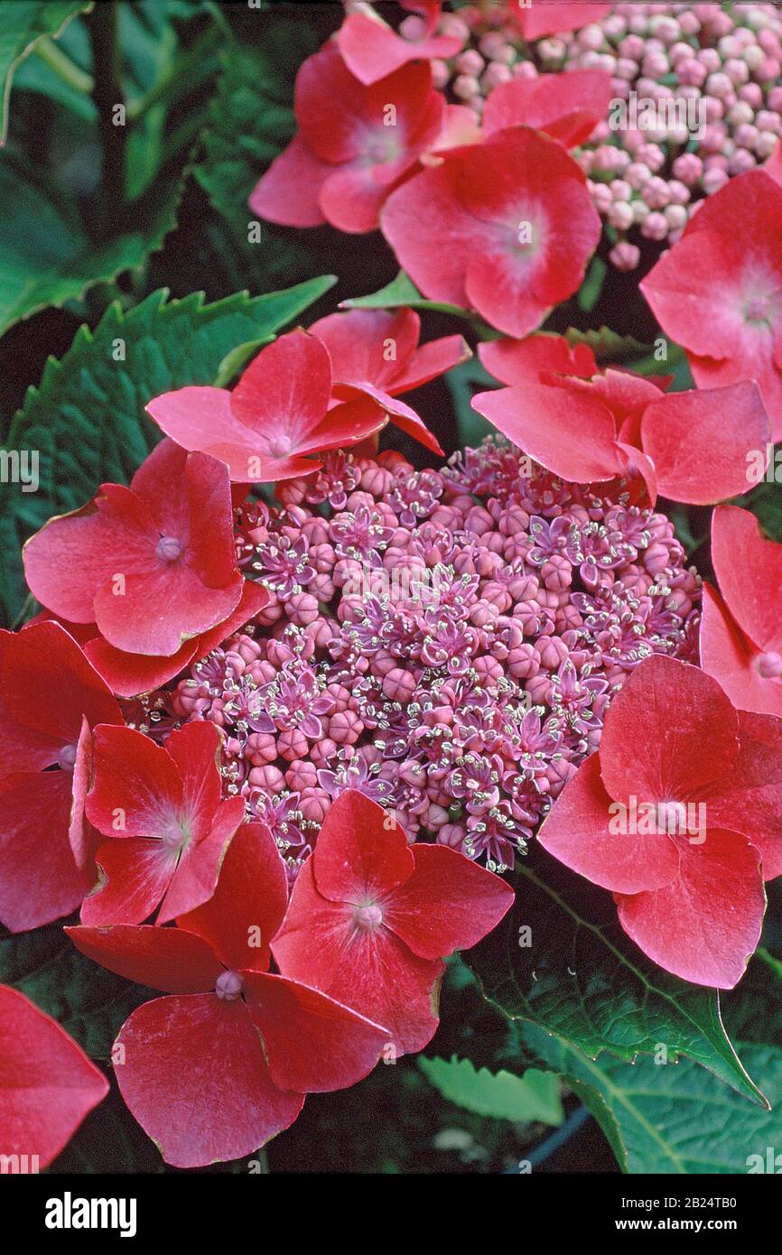 Gartenhortensie, Hydrangea macrophylla Kardinal Stock Photo - Alamy