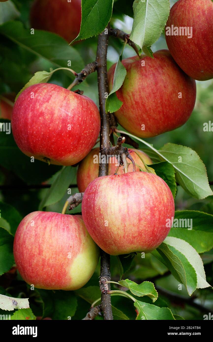 Shampion hi-res stock photography and images - Alamy
