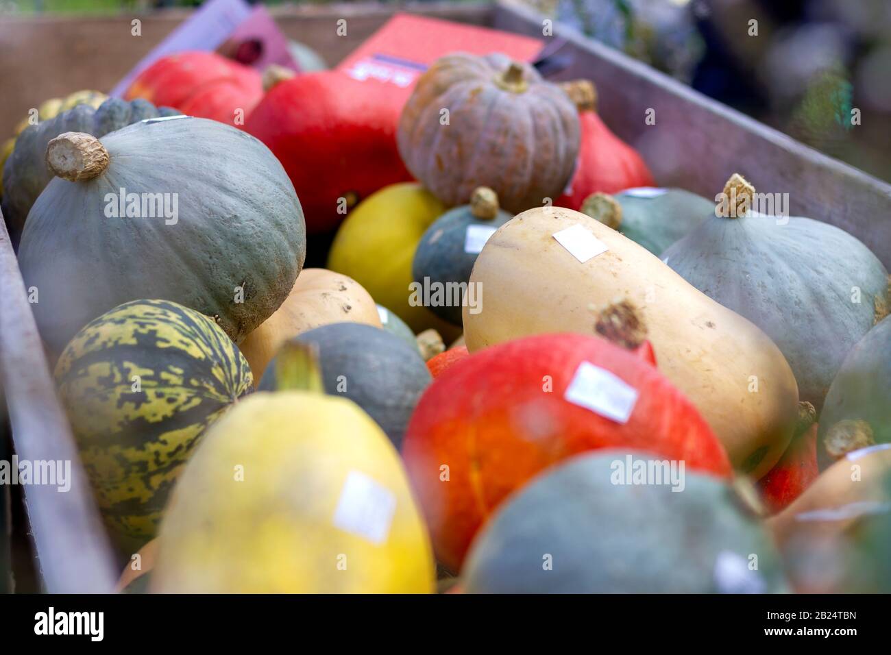 Crate full fresh butternut squash hi-res stock photography and images ...