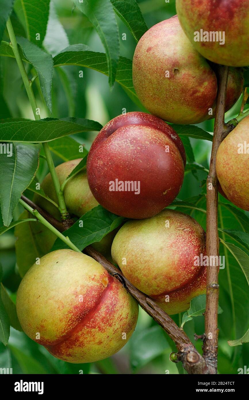 Prunus nucipersica Nectared 6 Stock Photo - Alamy