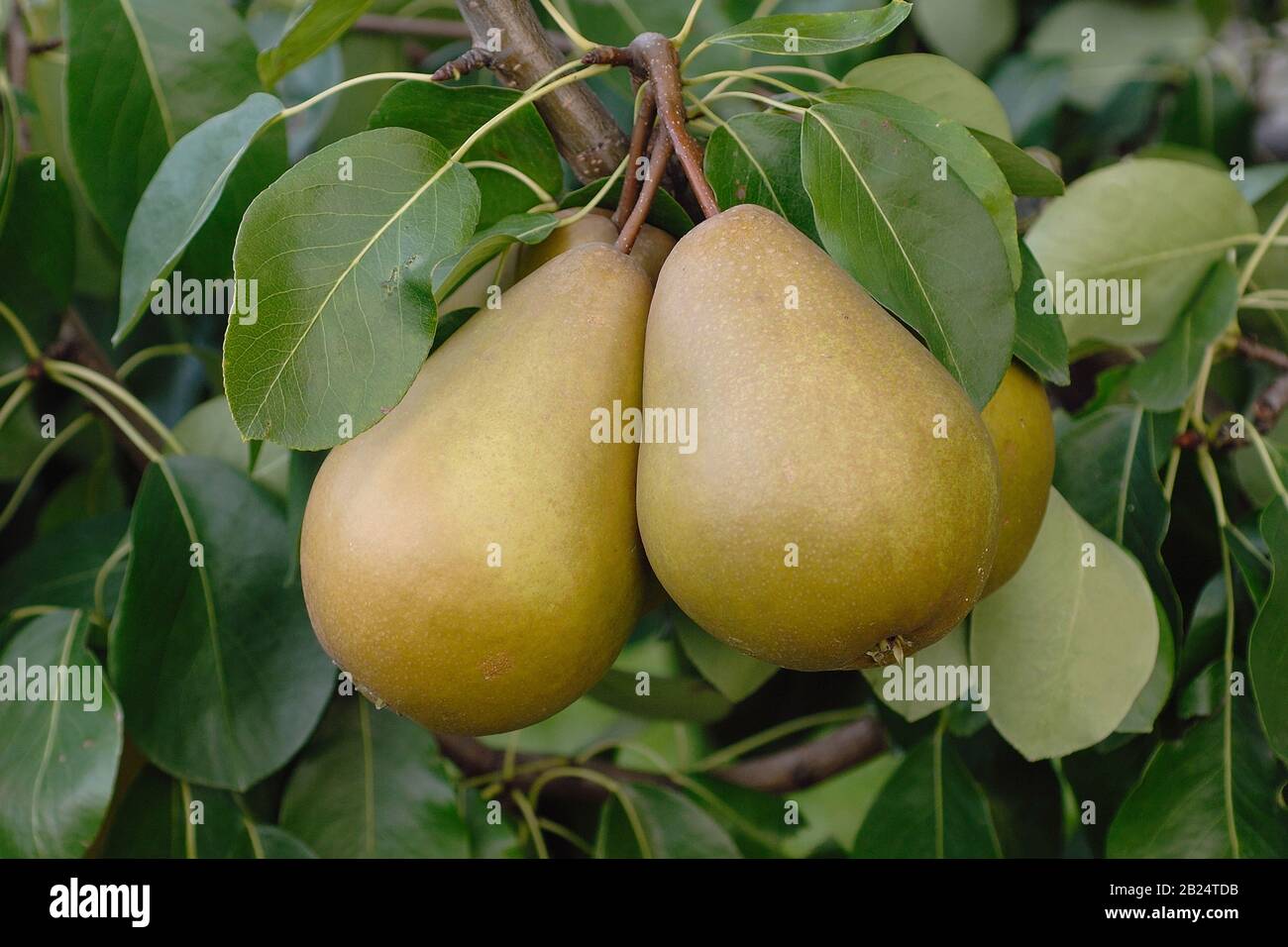 Pyrus communis 'Gellerts Butterbirne' Stock Photo - Alamy