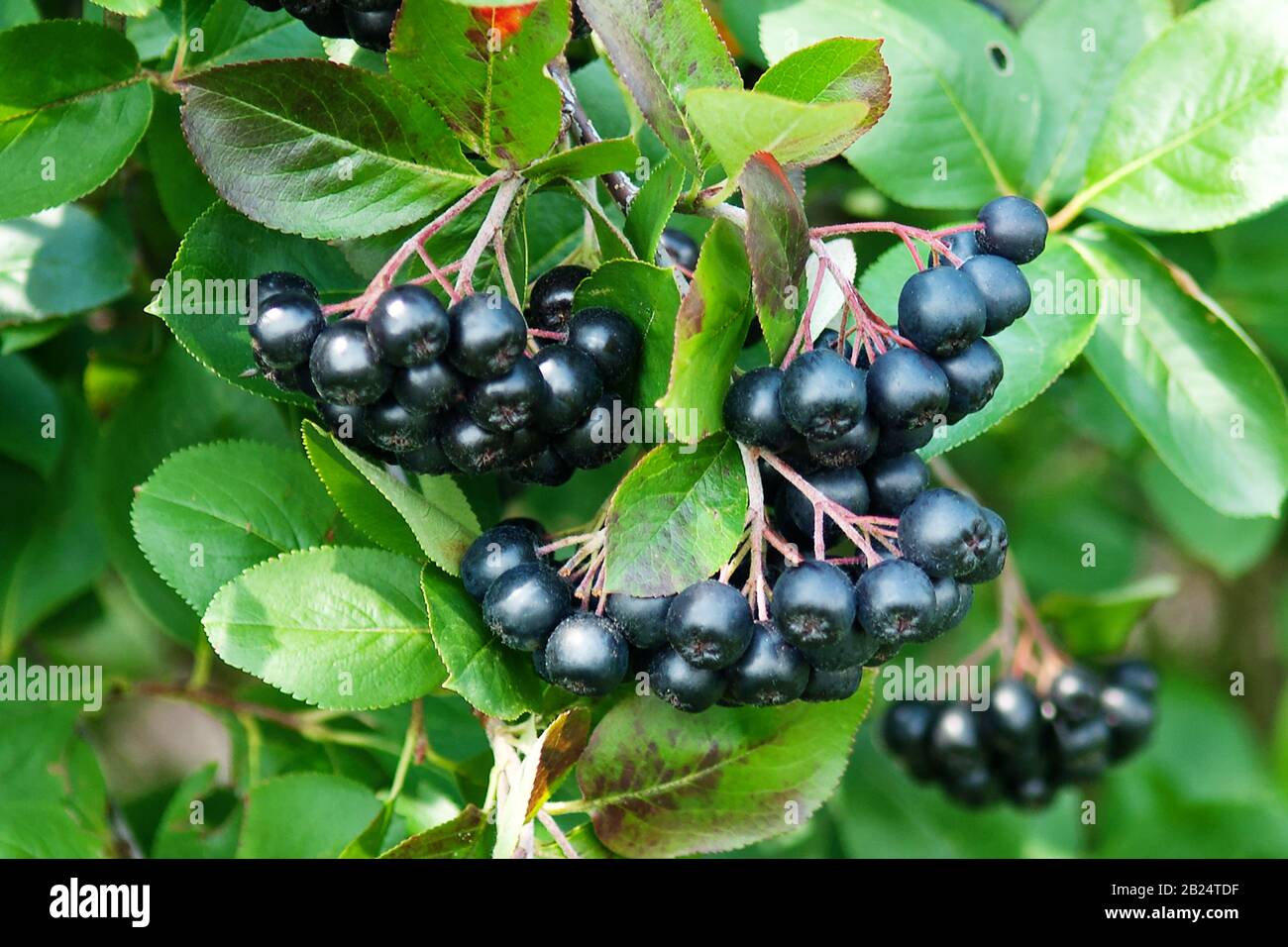 Aronia nero hi-res stock photography and images - Alamy