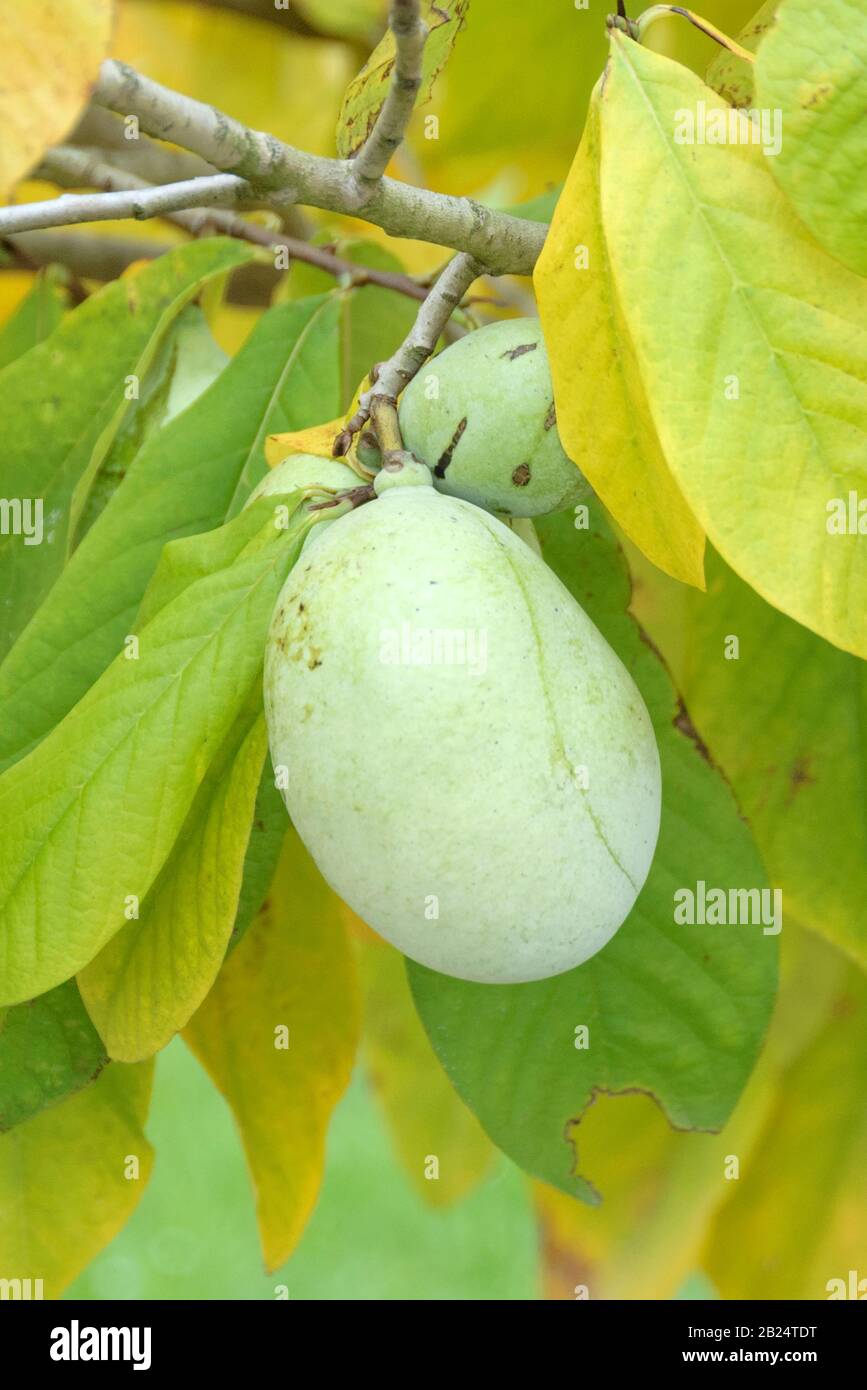 Asimina triloba ‘prima’ hi-res stock photography and images - Alamy