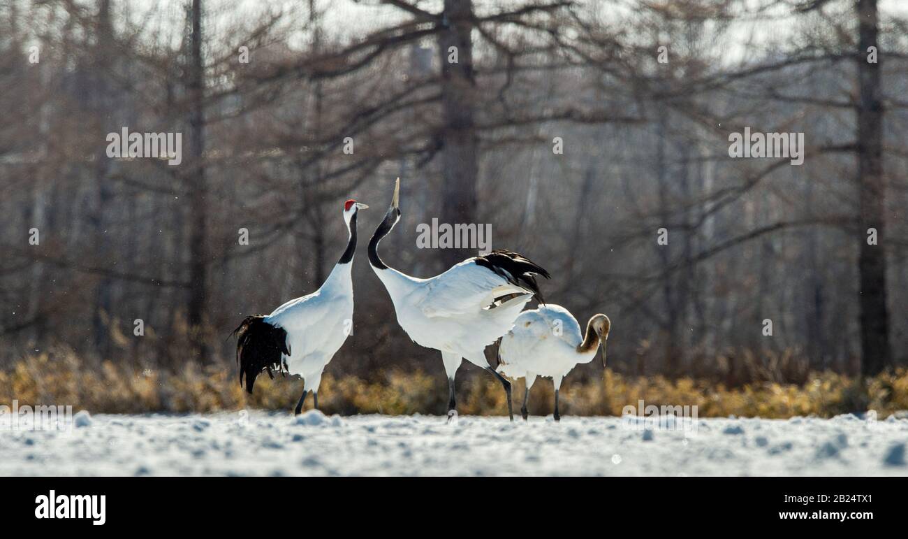 Dancing Cranes. The ritual marriage dance of cranes. The red-crowned ...