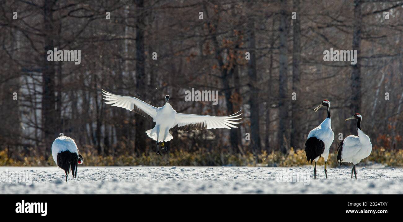 Dancing Cranes. The ritual marriage dance of cranes. The red-crowned ...