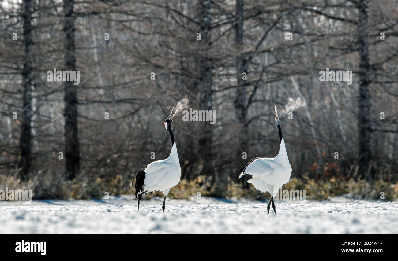 Dancing Cranes. The ritual marriage dance of cranes. The red-crowned ...