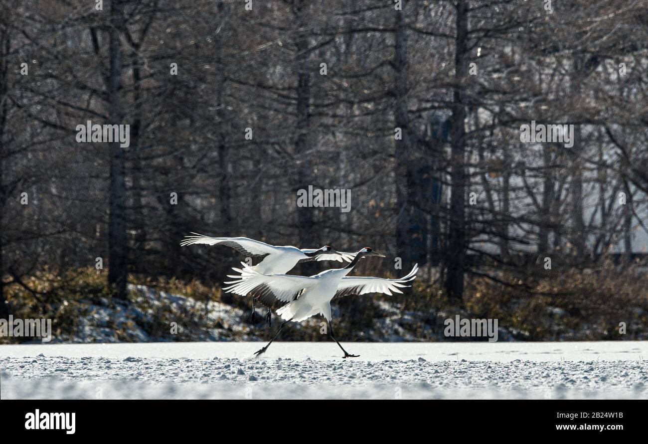 The red-crowned cranes in flight, landing. Side view. Dark background ...