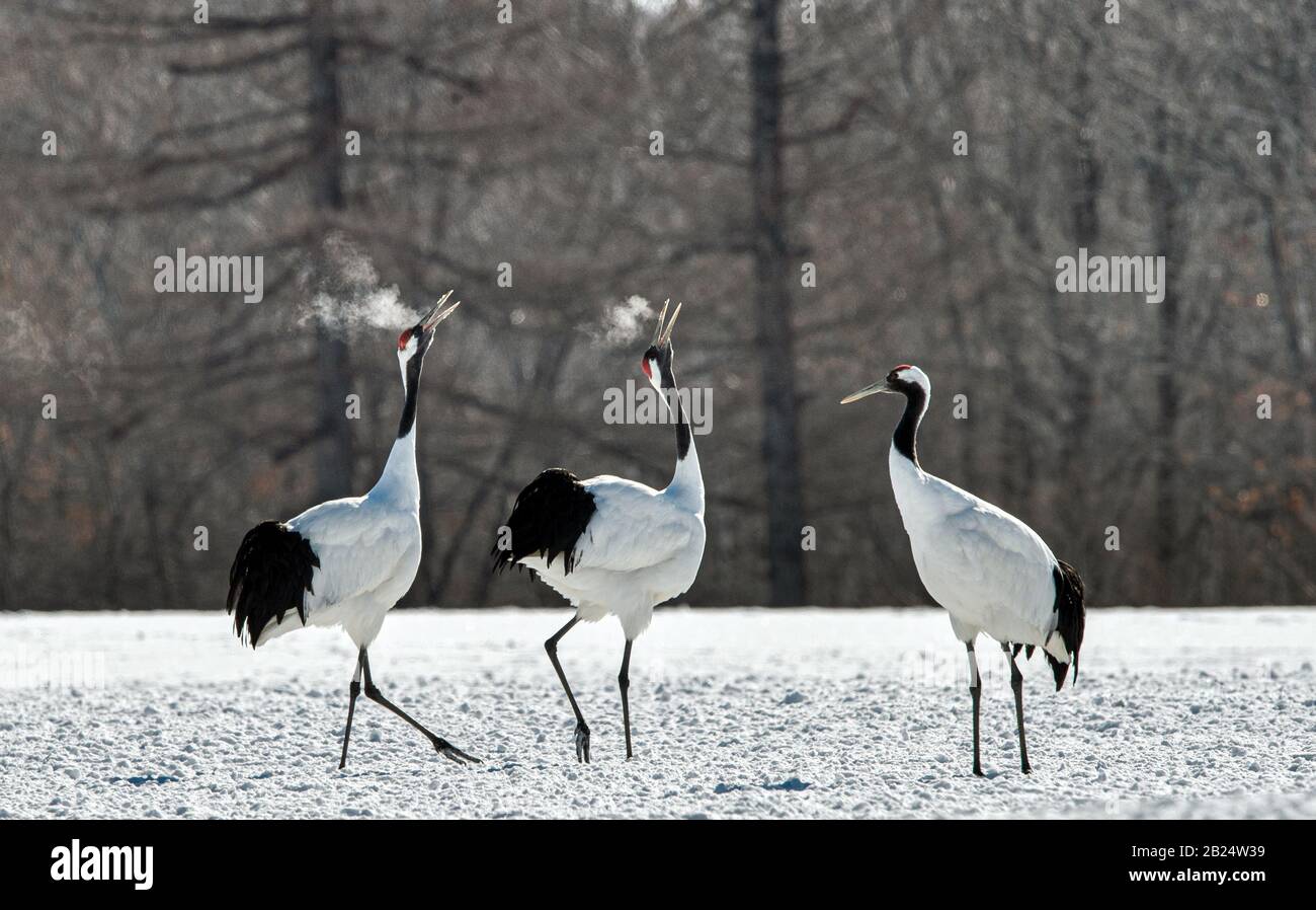 Dancing Cranes. The ritual marriage dance of cranes. The red-crowned ...