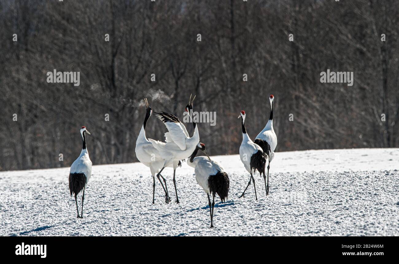 Dancing Cranes. The ritual marriage dance of cranes. The red-crowned ...