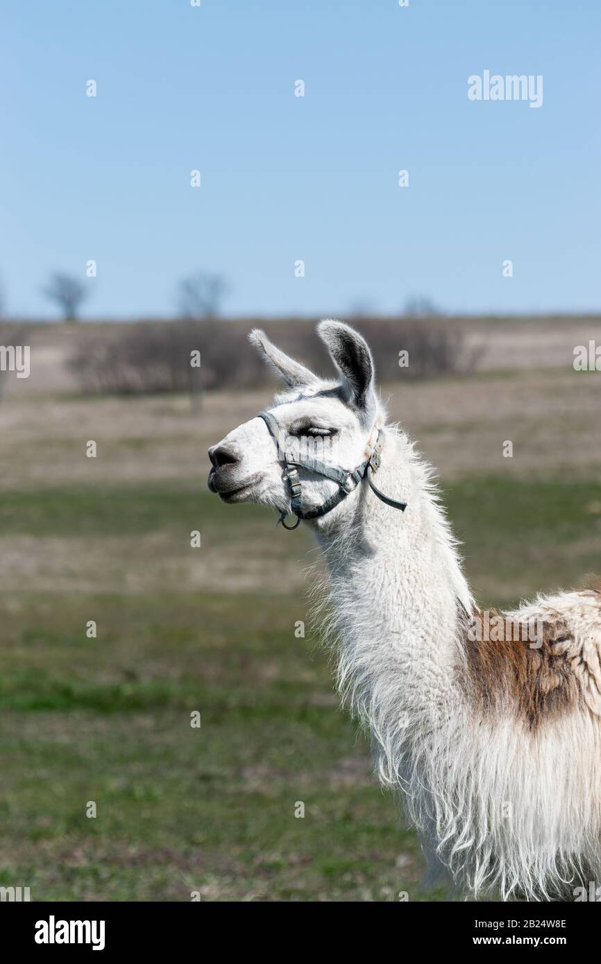 White Llama Head