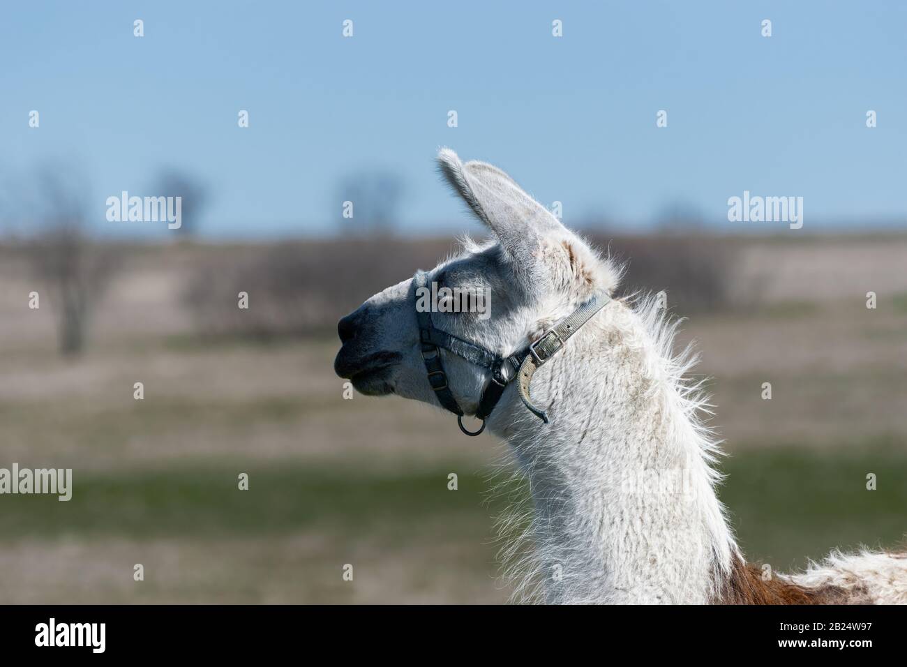 Profile llama animal head hi-res stock photography and images - Alamy