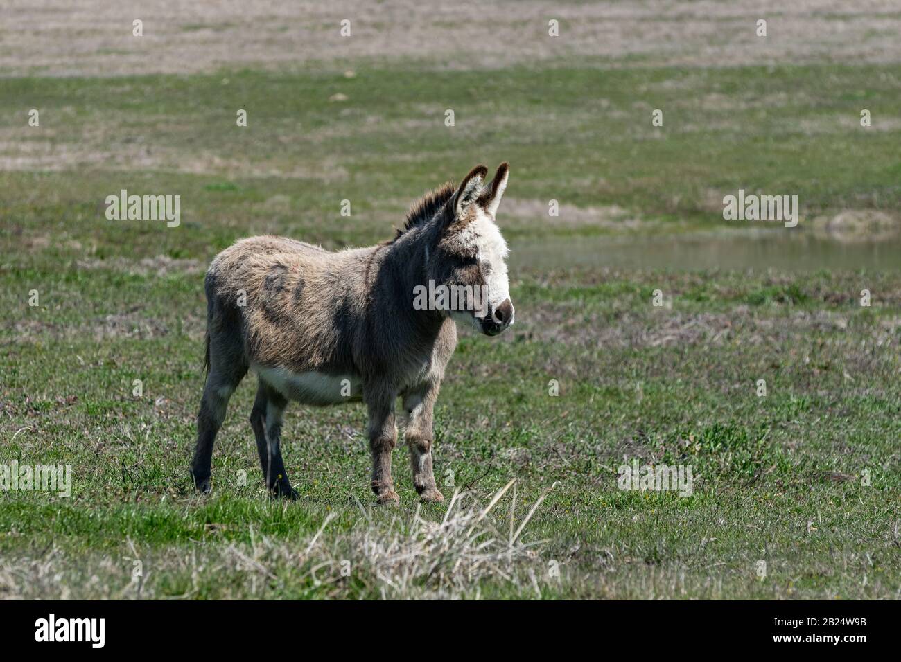 A cute, fuzzy, gray and white donkey with long ears and an adorable ...