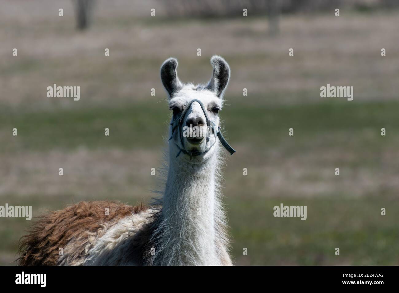 Profile llama animal head hi-res stock photography and images - Alamy