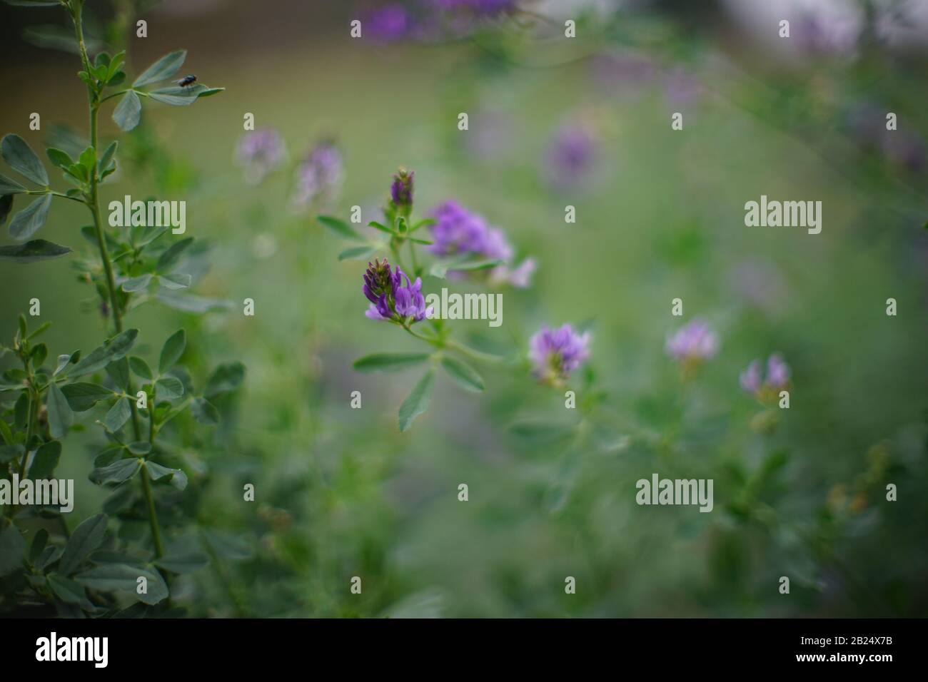 Violet clover flowers grows hi-res stock photography and images - Alamy
