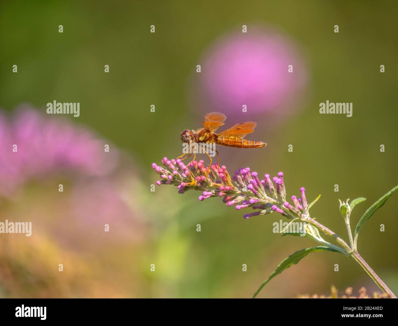 Dragonfly is an insect belonging to the order Odonata, infraorder ...