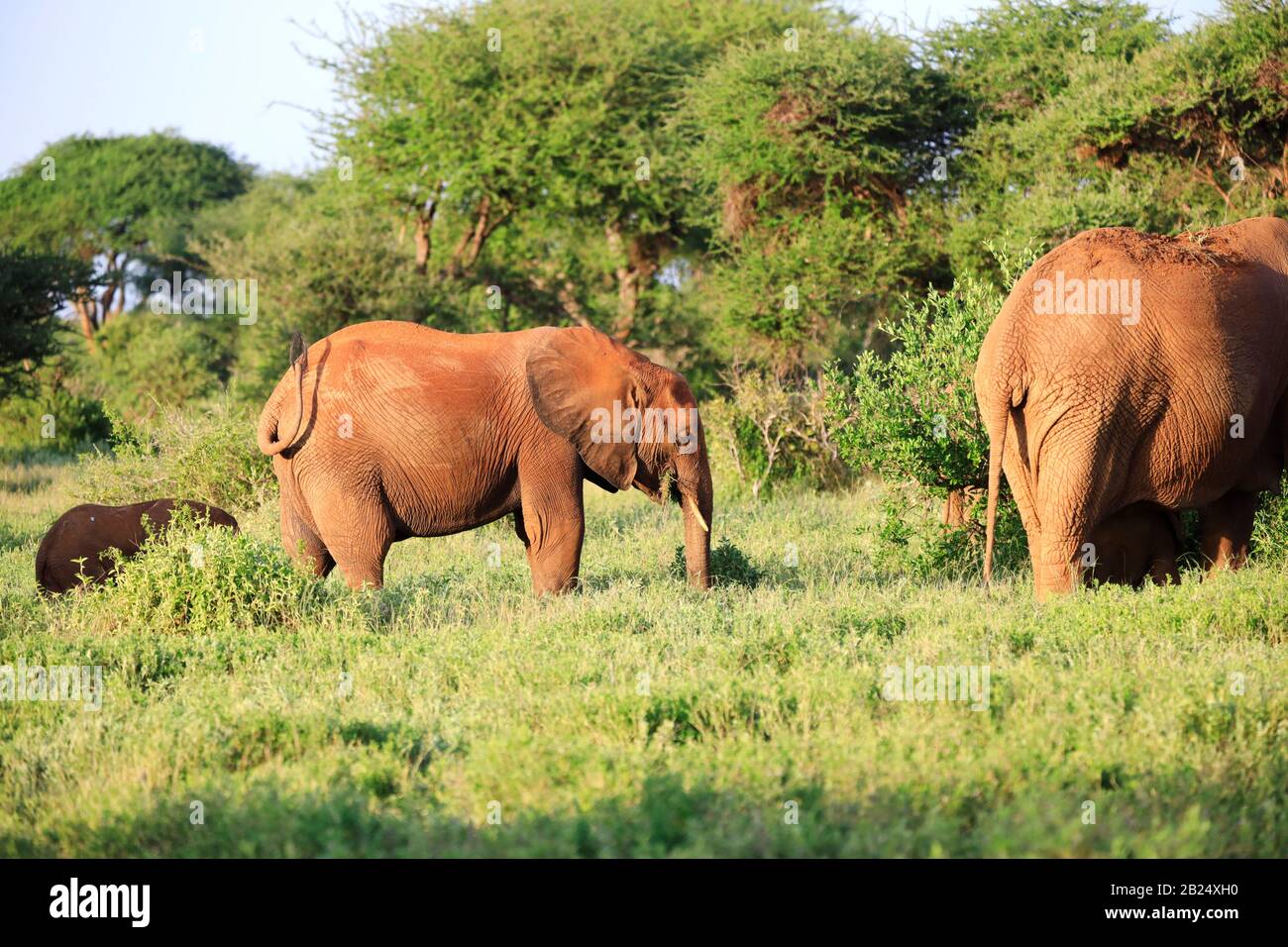 Elephants with red skin because of dust in tsavo east nationalpark ...
