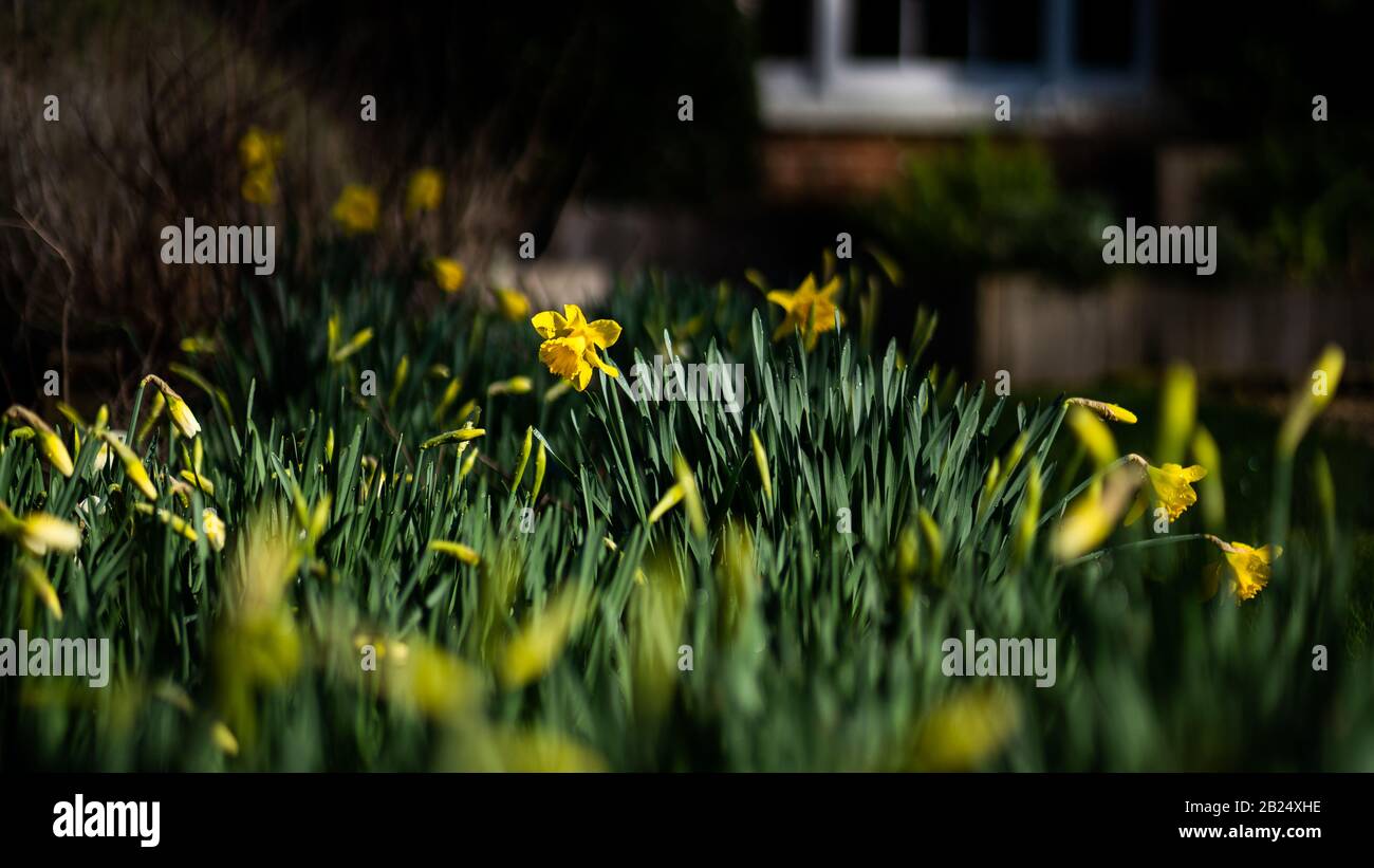Late Summer Flowers High Resolution Stock Photography and Images - Alamy