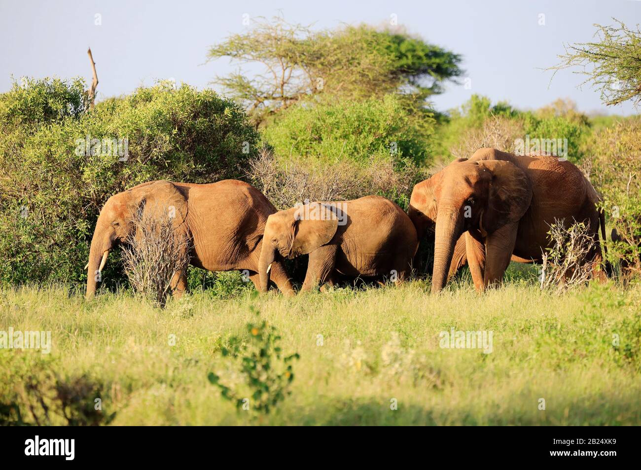 Elephants with red skin because of dust in tsavo east nationalpark ...