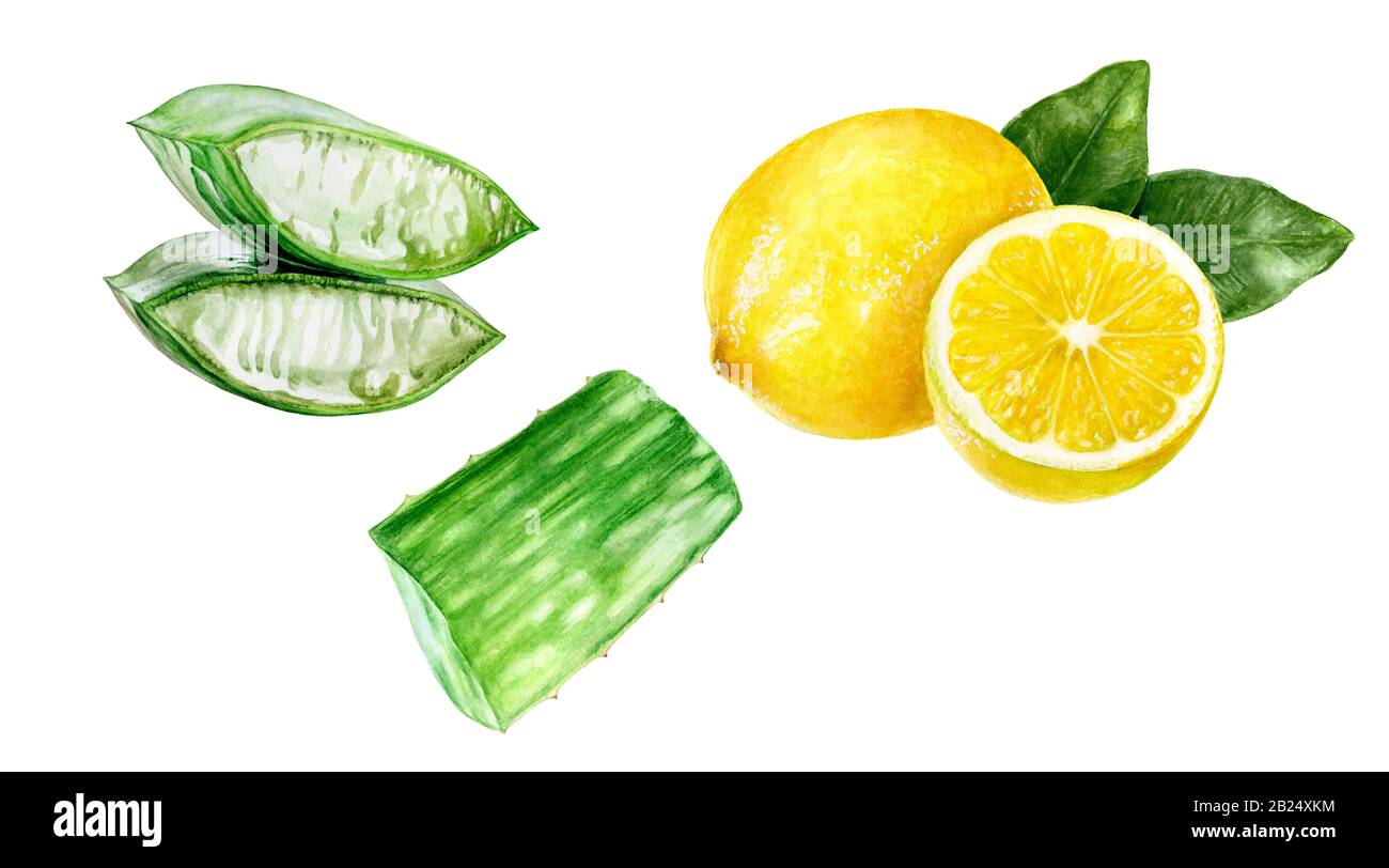 Aloe vera lemon watercolor isolated on white background Stock Photo - Alamy
