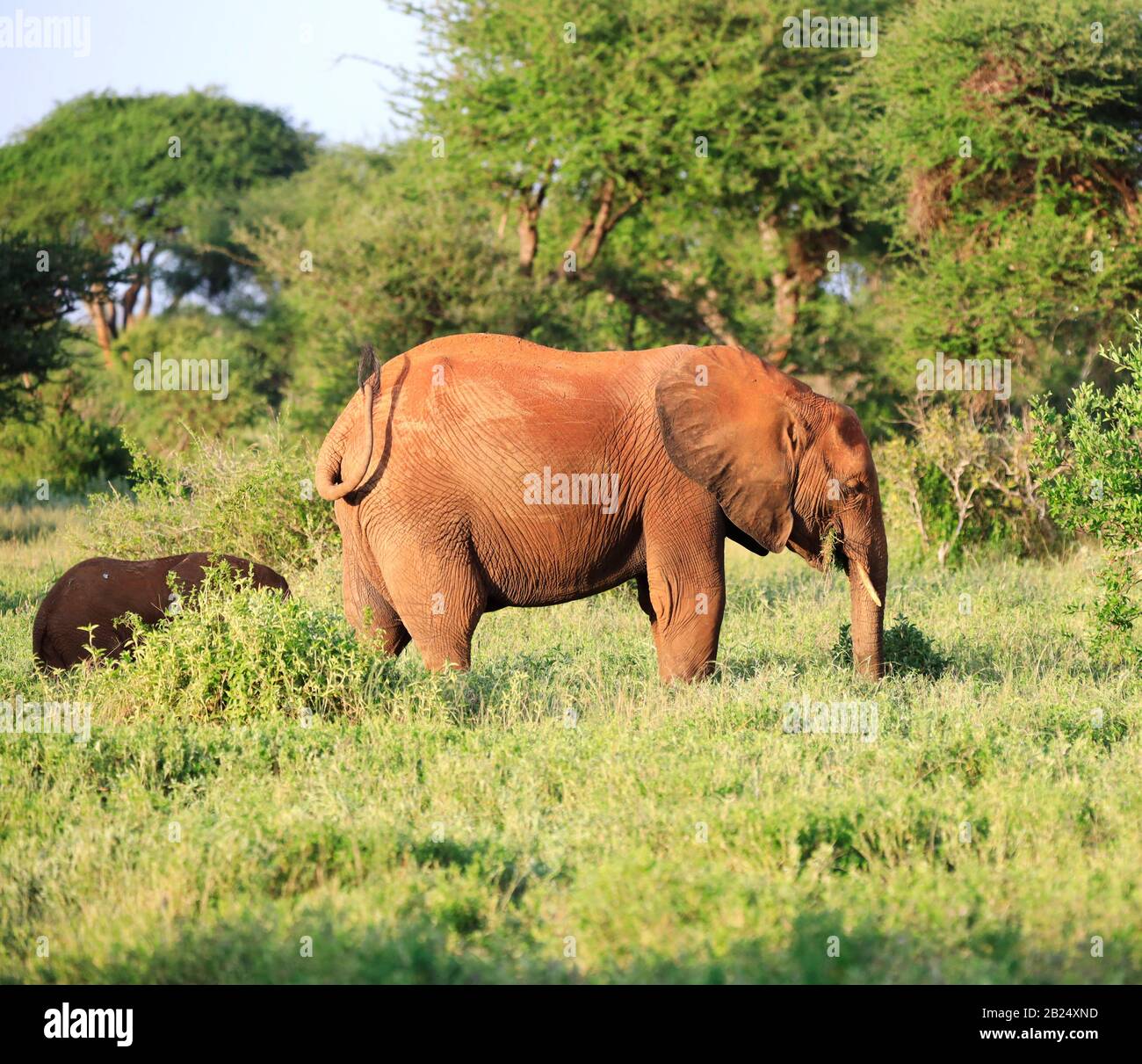 Elephants with red skin because of dust in Tsavo East Nationalpark ...