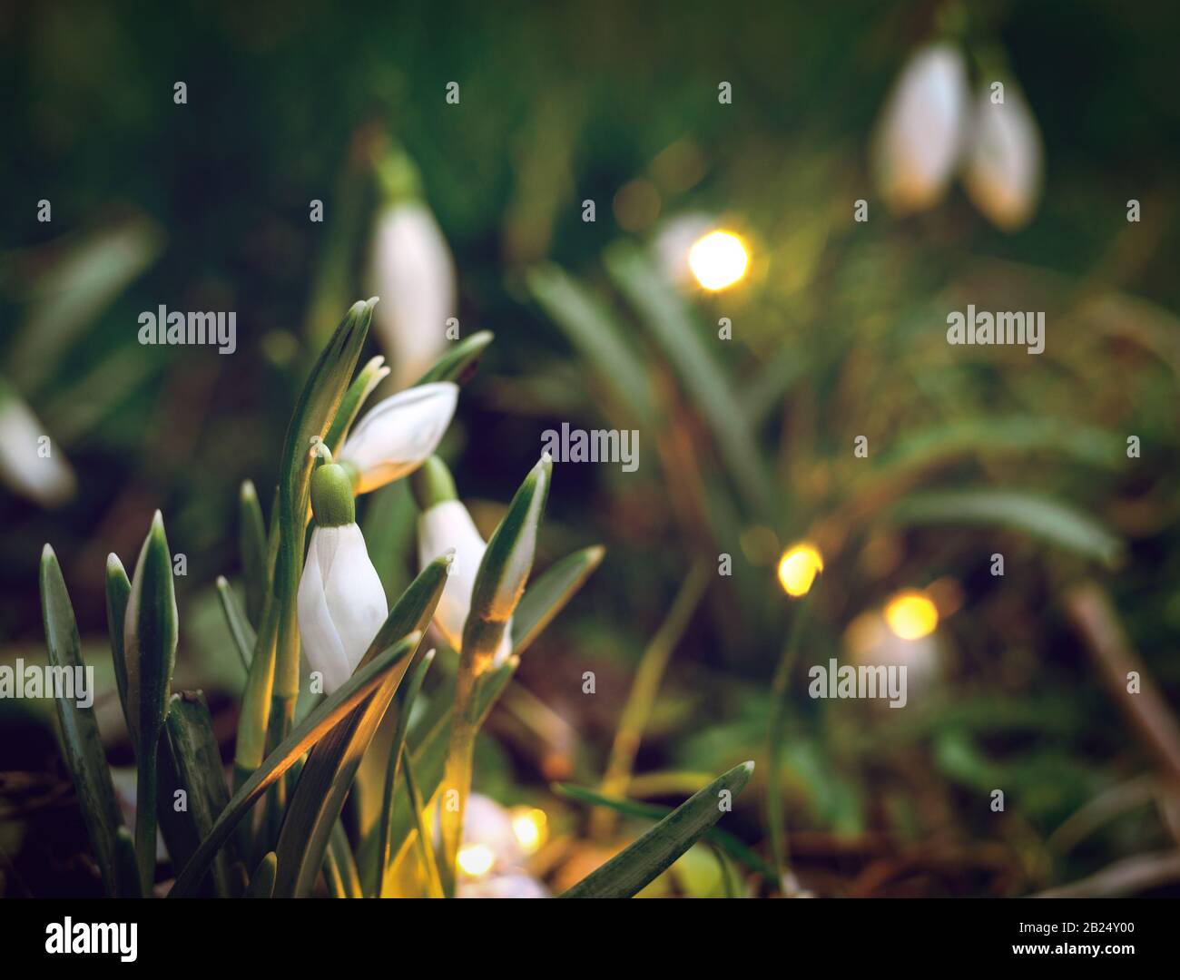 Magic background with first spring flowers snow drops and lights ...