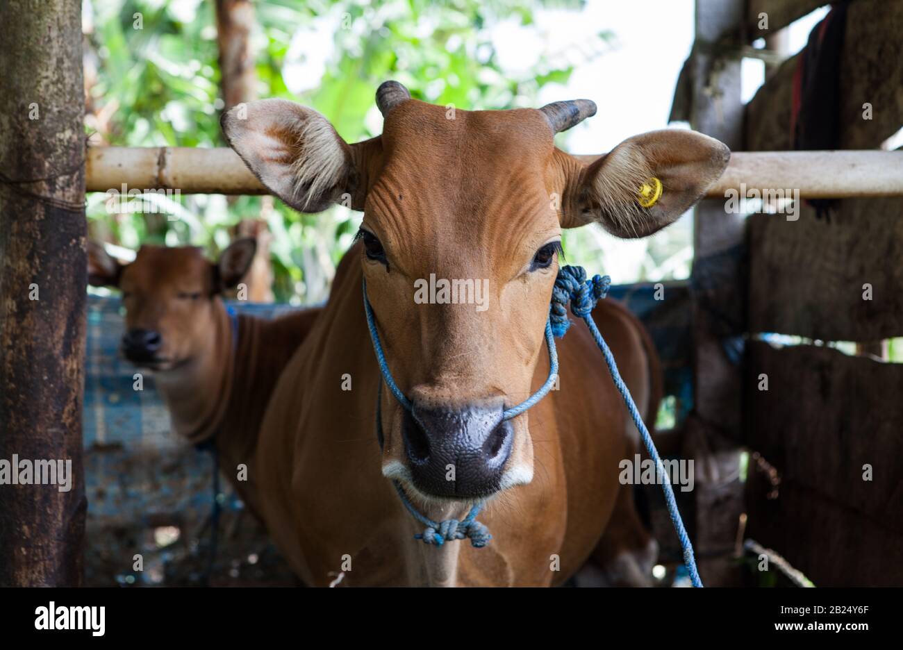 Balinese cattle hi-res stock photography and images - Alamy