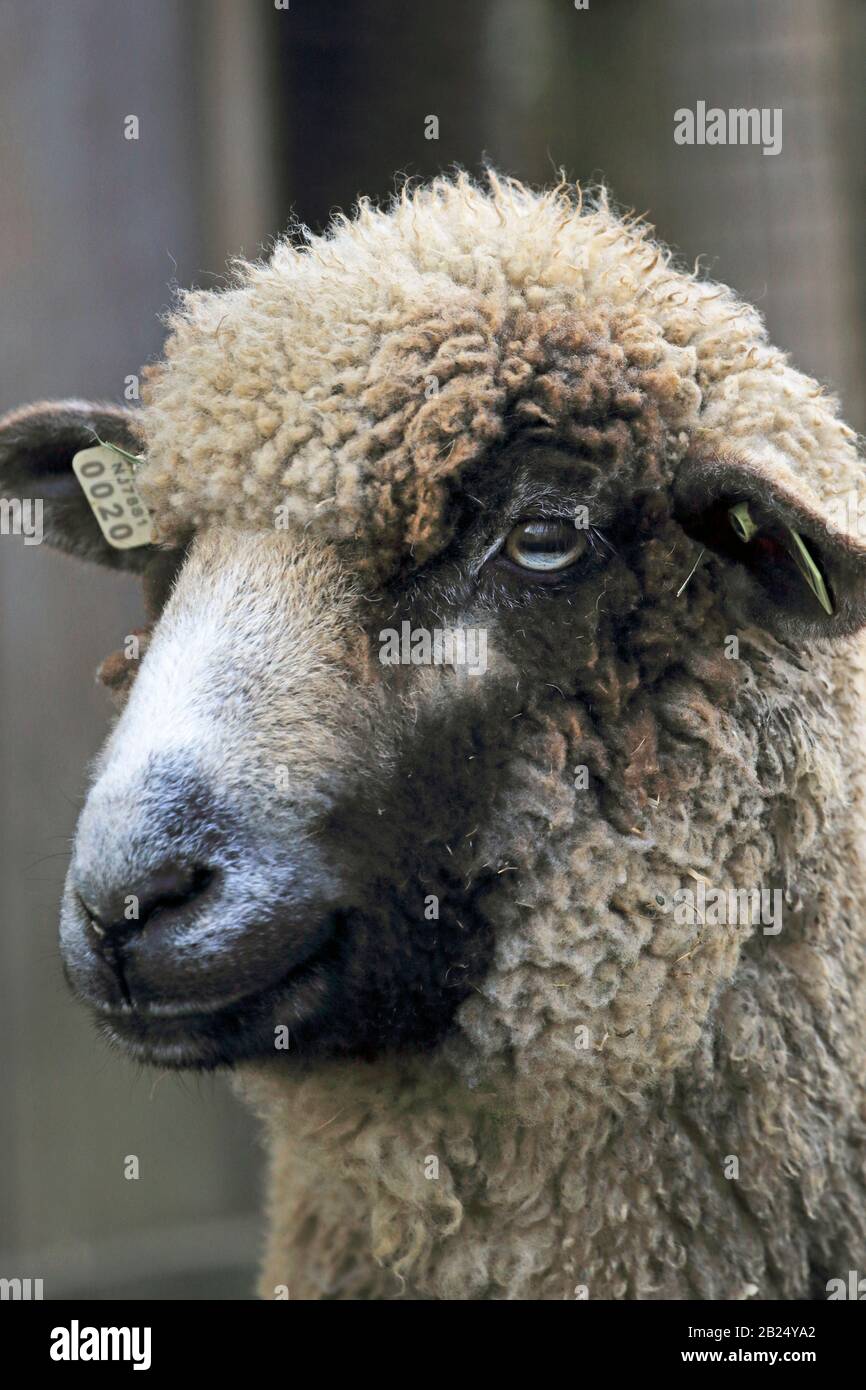 Sheep at the Bergen County Zoo, Vam Saun Park, Paramus, New Jersey, USA ...