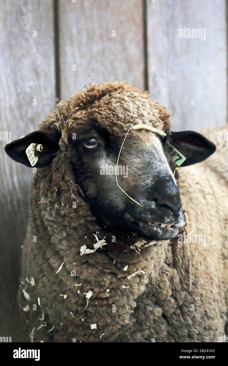 Sheep at the Bergen County Zoo, Vam Saun Park, Paramus, New Jersey, USA ...