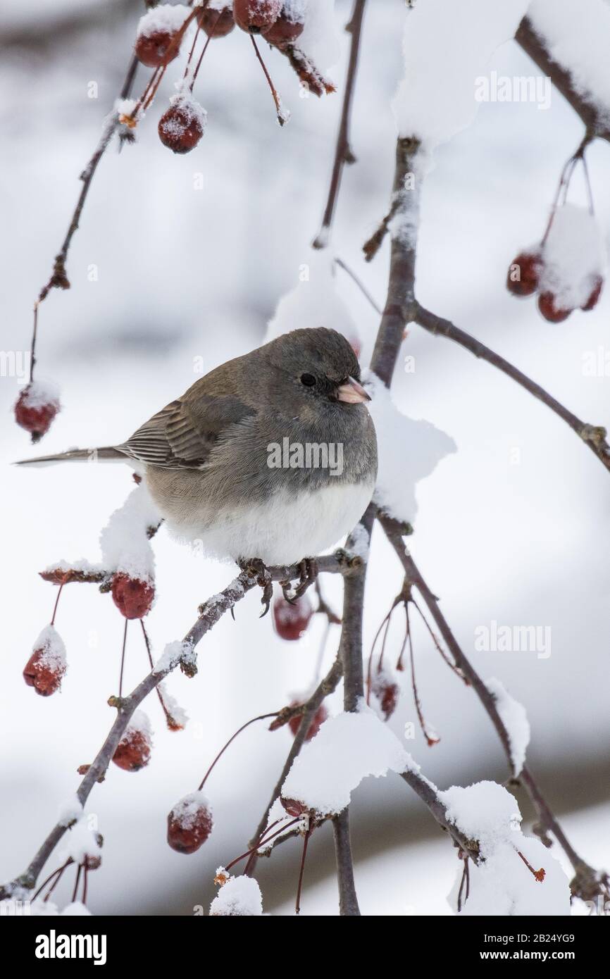 Junco in tree hi-res stock photography and images - Alamy