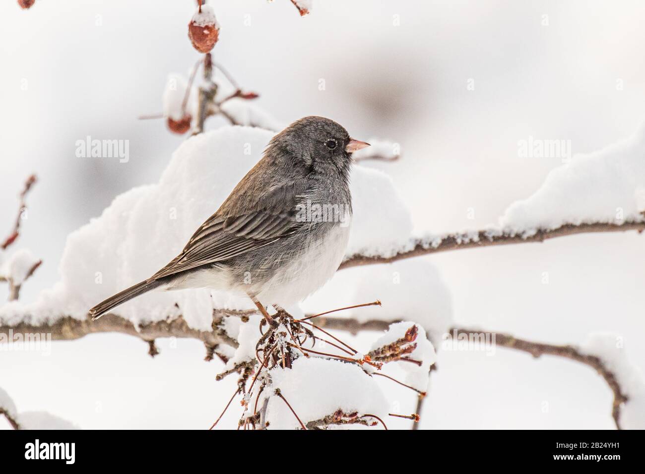 Junco in tree hi-res stock photography and images - Alamy