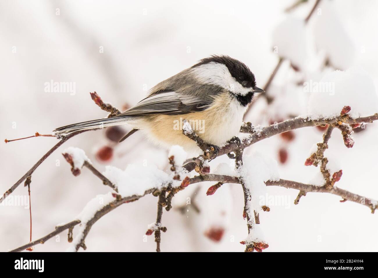 A black capped chickadee sits on a snow covered branch Stock Photo - Alamy
