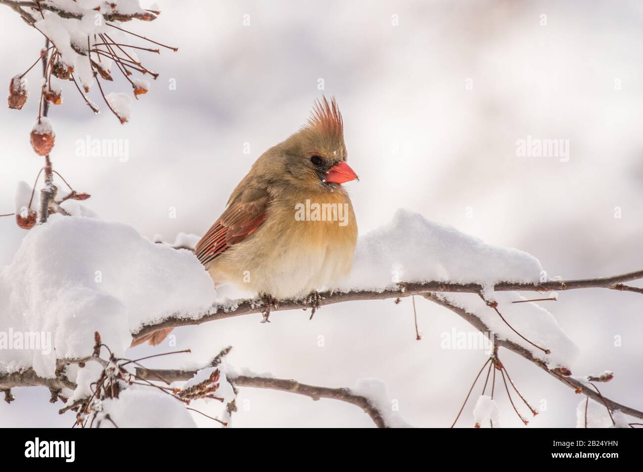 A female northern cardinal in a crab apple tree in the winter Stock ...