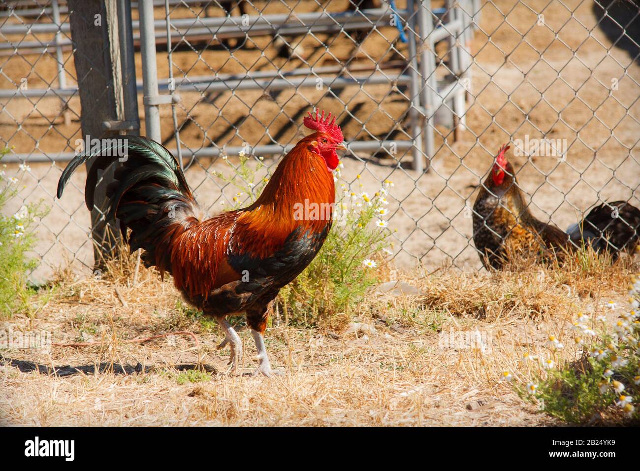 Chickens with chain link fence on a farm Stock Photo - Alamy