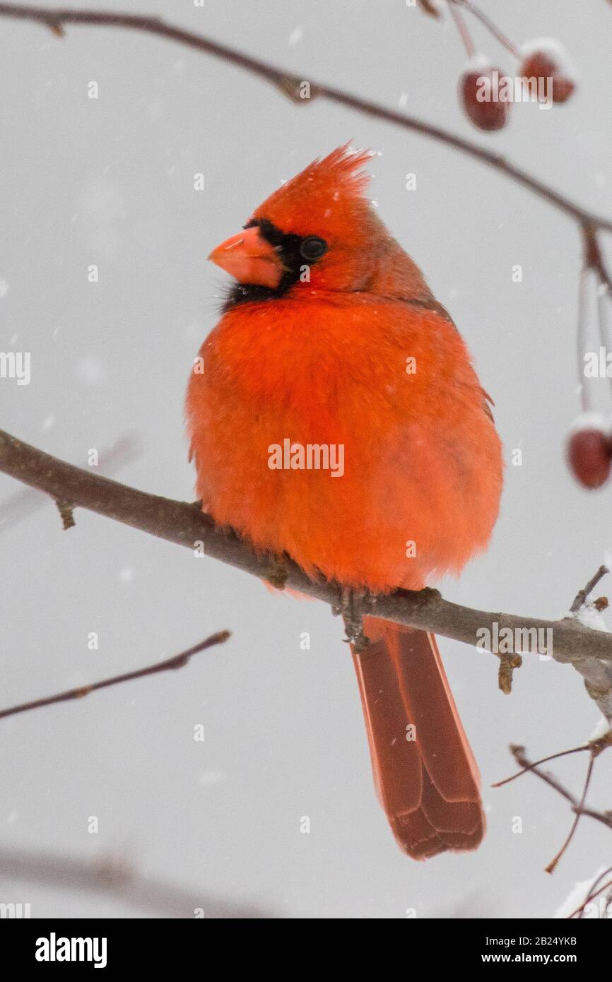 A male northern cardinal in a crab apple tree Stock Photo - Alamy