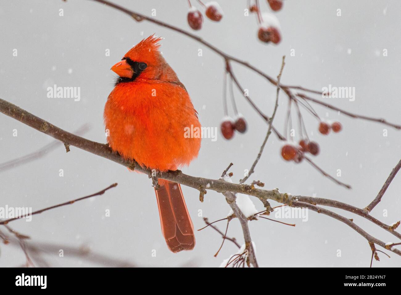 Cardinal crab apple hi-res stock photography and images - Alamy