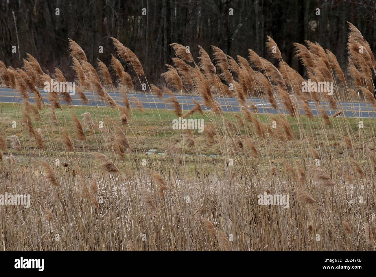 Blowing weeds hi-res stock photography and images - Alamy