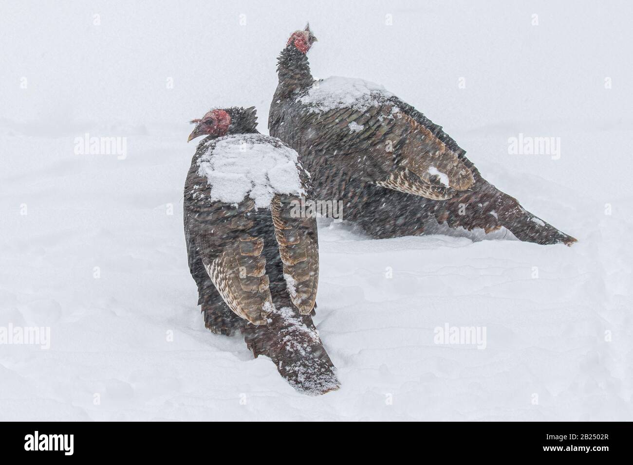 Two wild turkeys out in a New England snow storm Stock Photo - Alamy