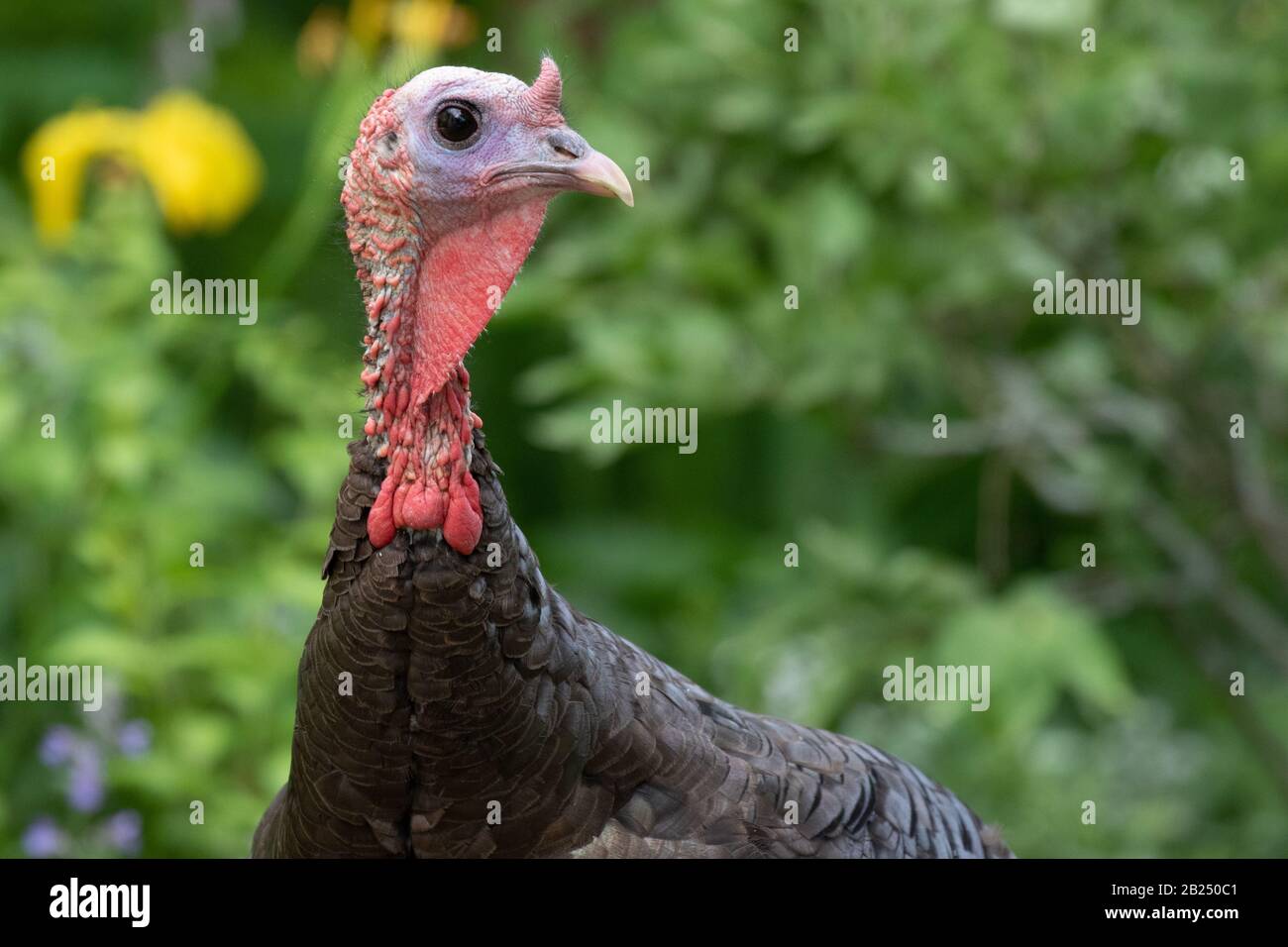 A wild turkey photographed in Massachusetts Stock Photo - Alamy