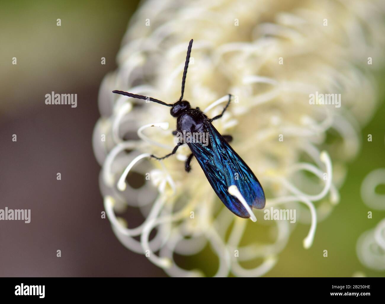 Australian Blue Flower Wasp, Austroscolia soror, family Scoliidae ...